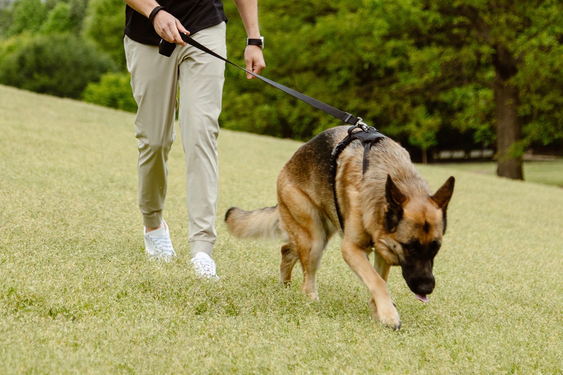 Bound by Love – Salvation Bark