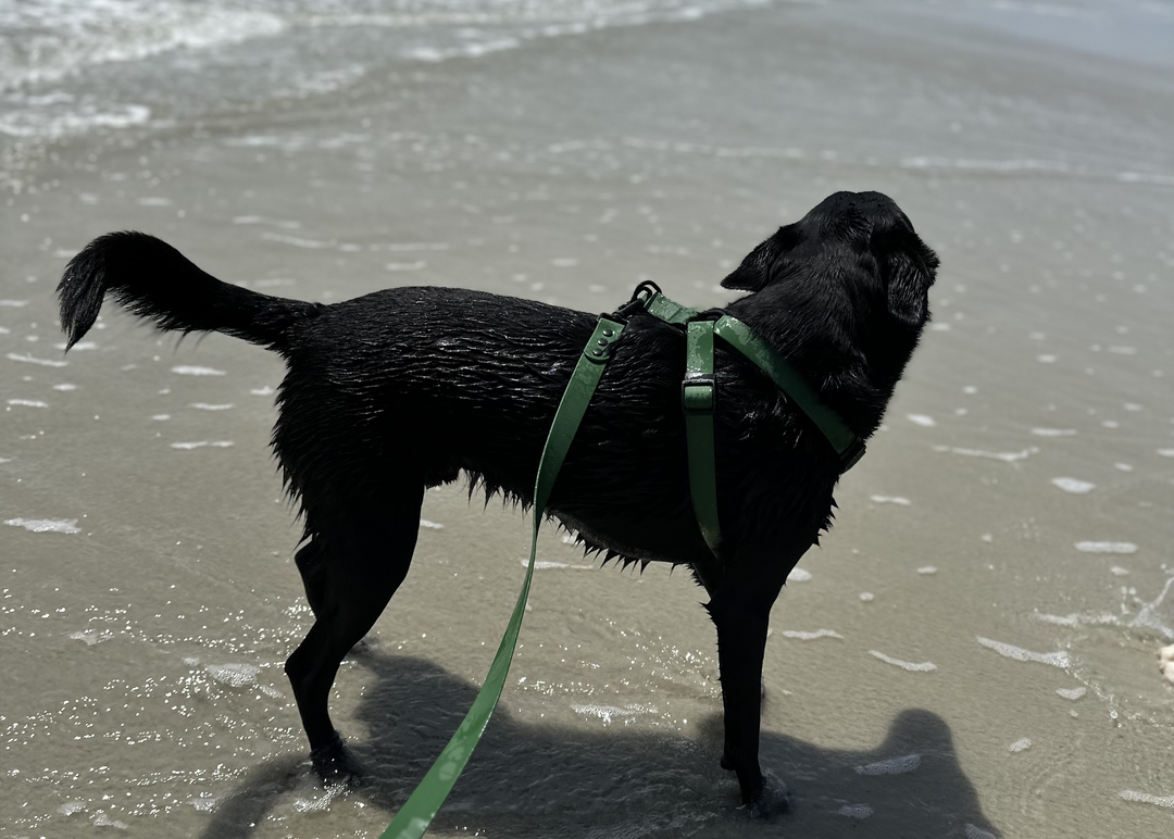 Waterproof Harness – Salvation Bark